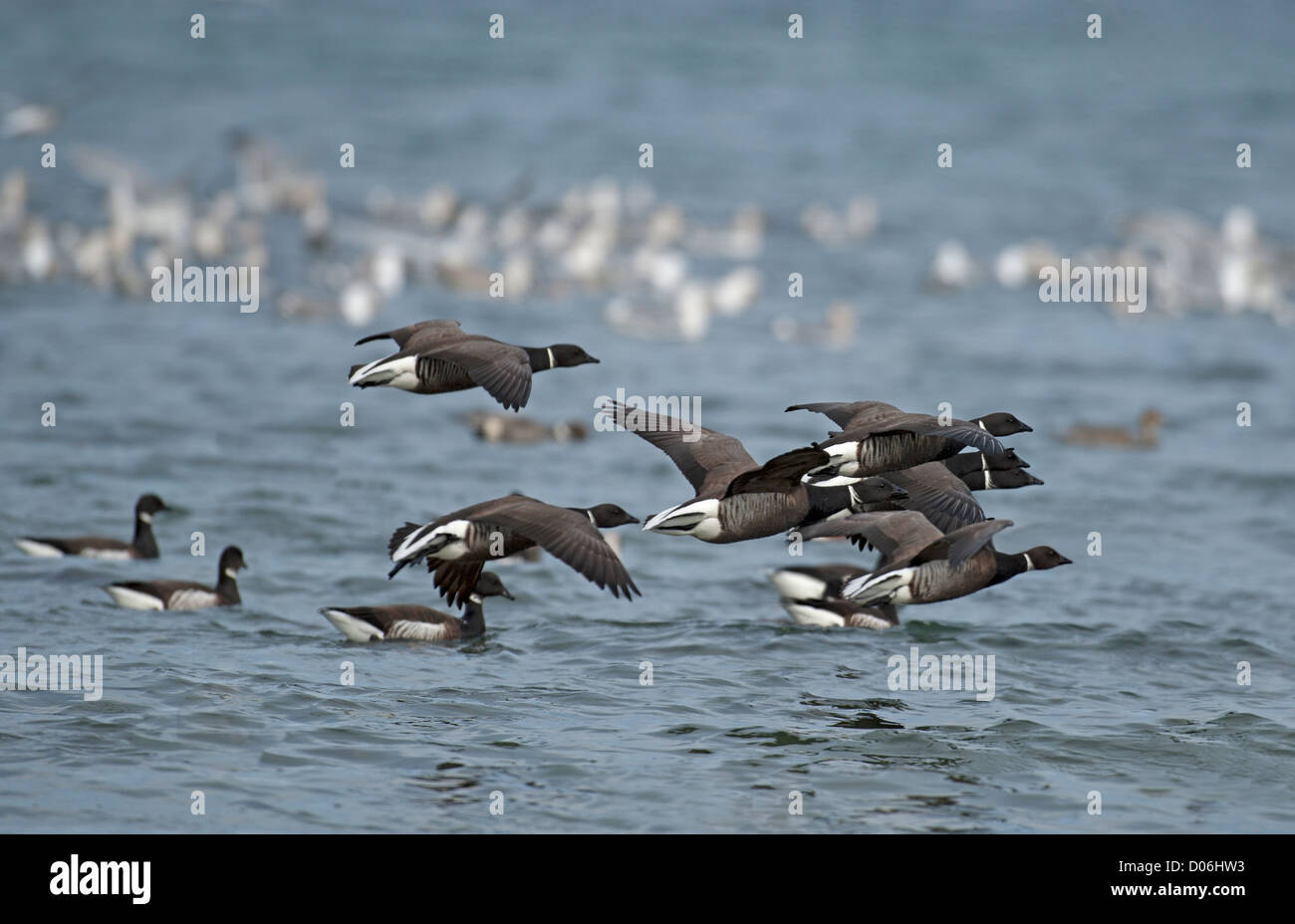 Brant goose eelgrass hi-res stock photography and images - Alamy