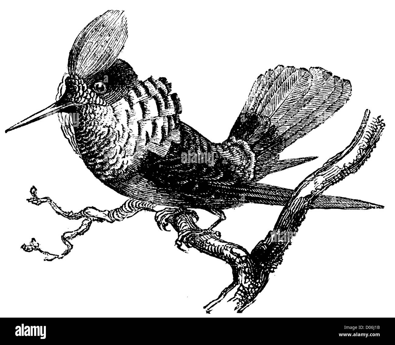 Hummingbird figure Black and White Stock Photos & Images - Alamy