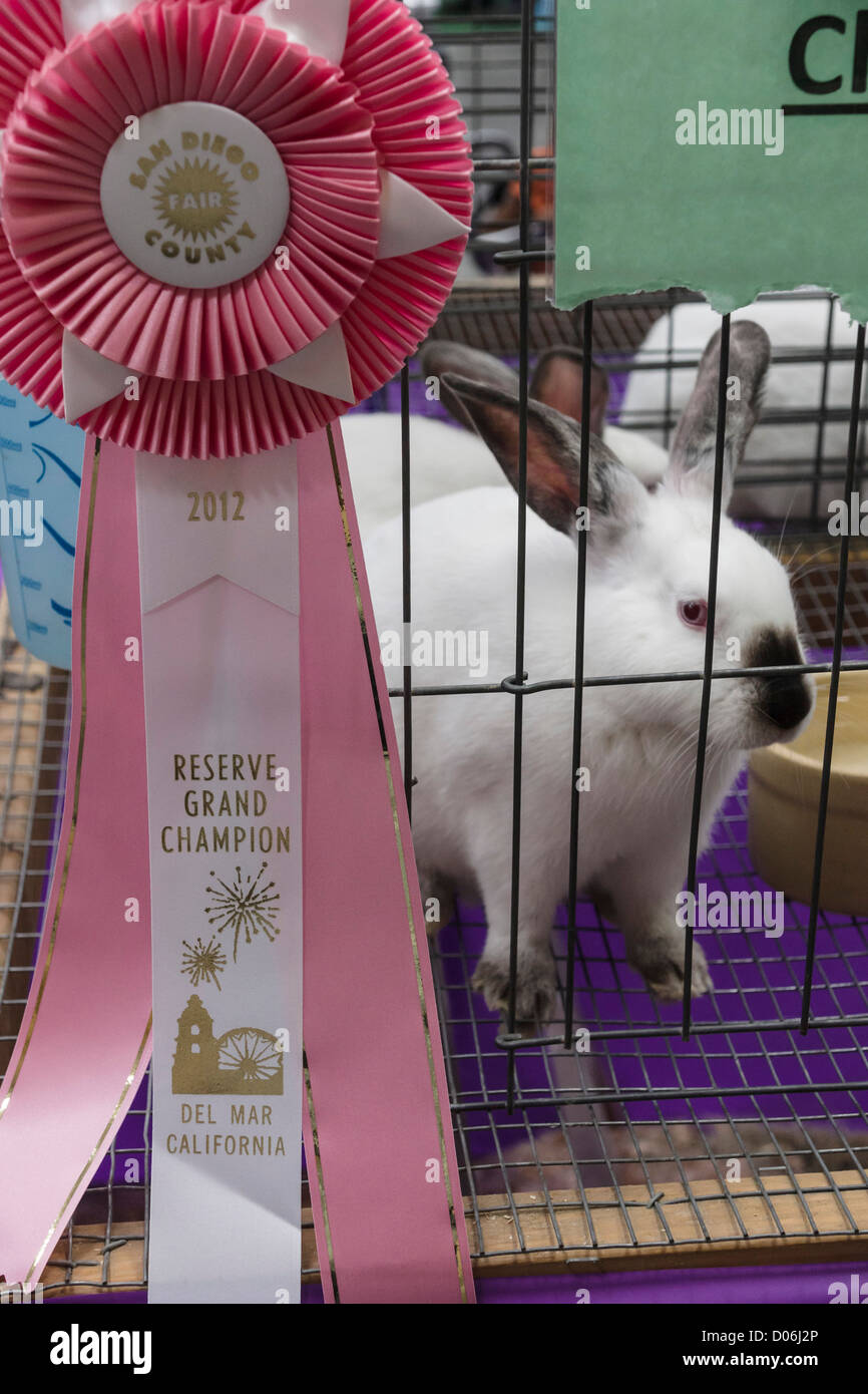 San Diego County Fair, California - reserve grand champion rabbit Stock ...