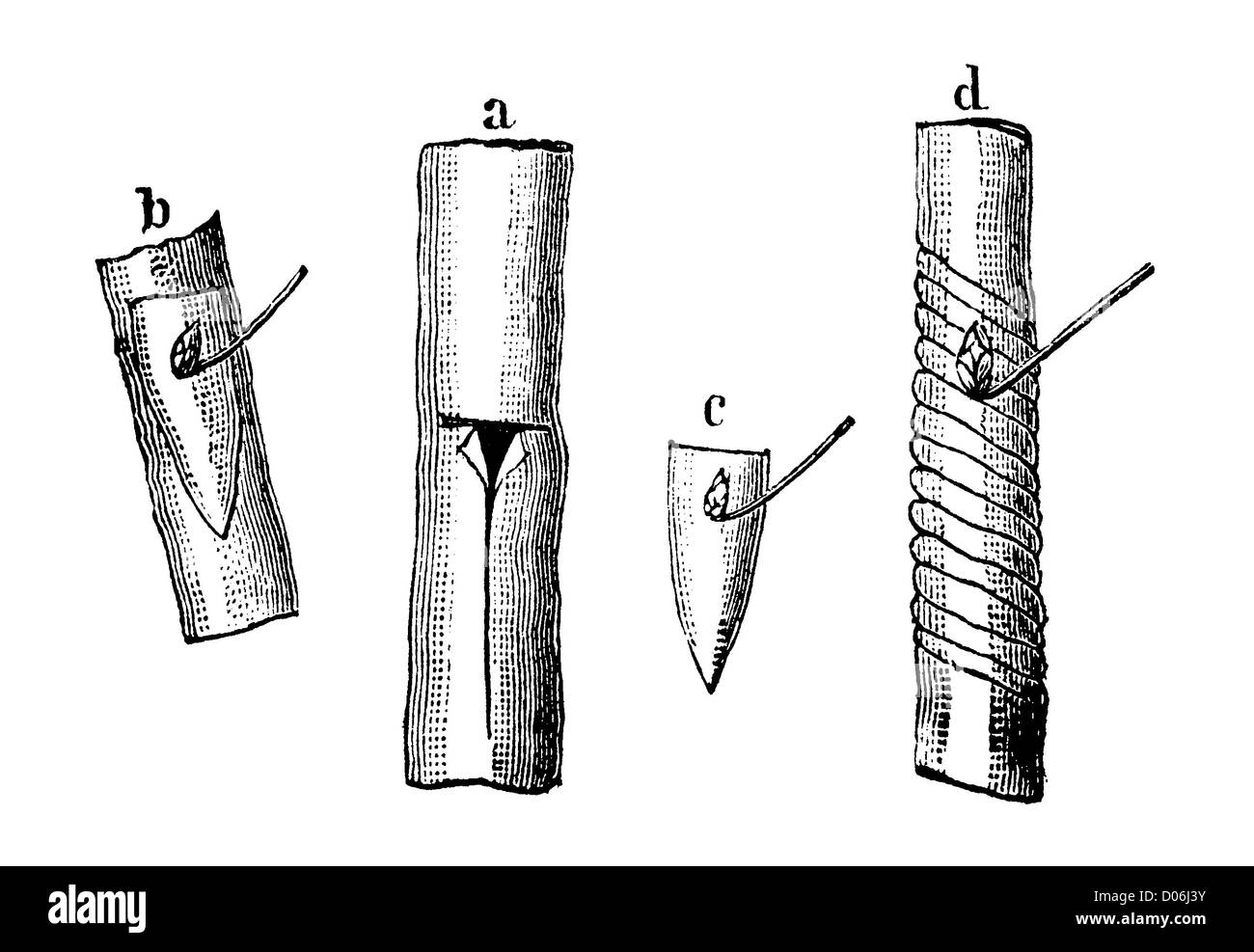 Grafting Black and White Stock Photos & Images - Alamy