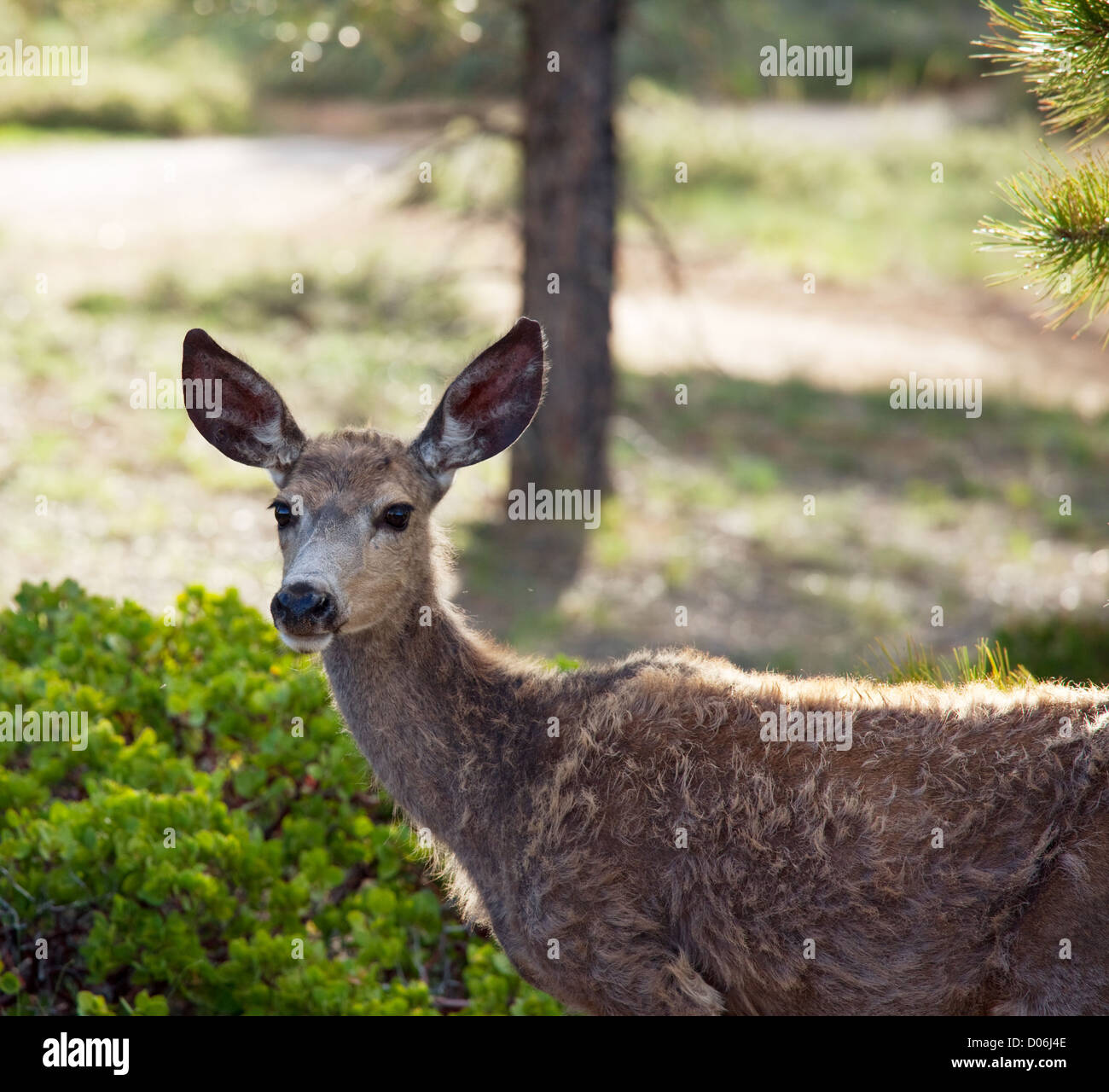Deer deers in meadow Stock Photo - Alamy