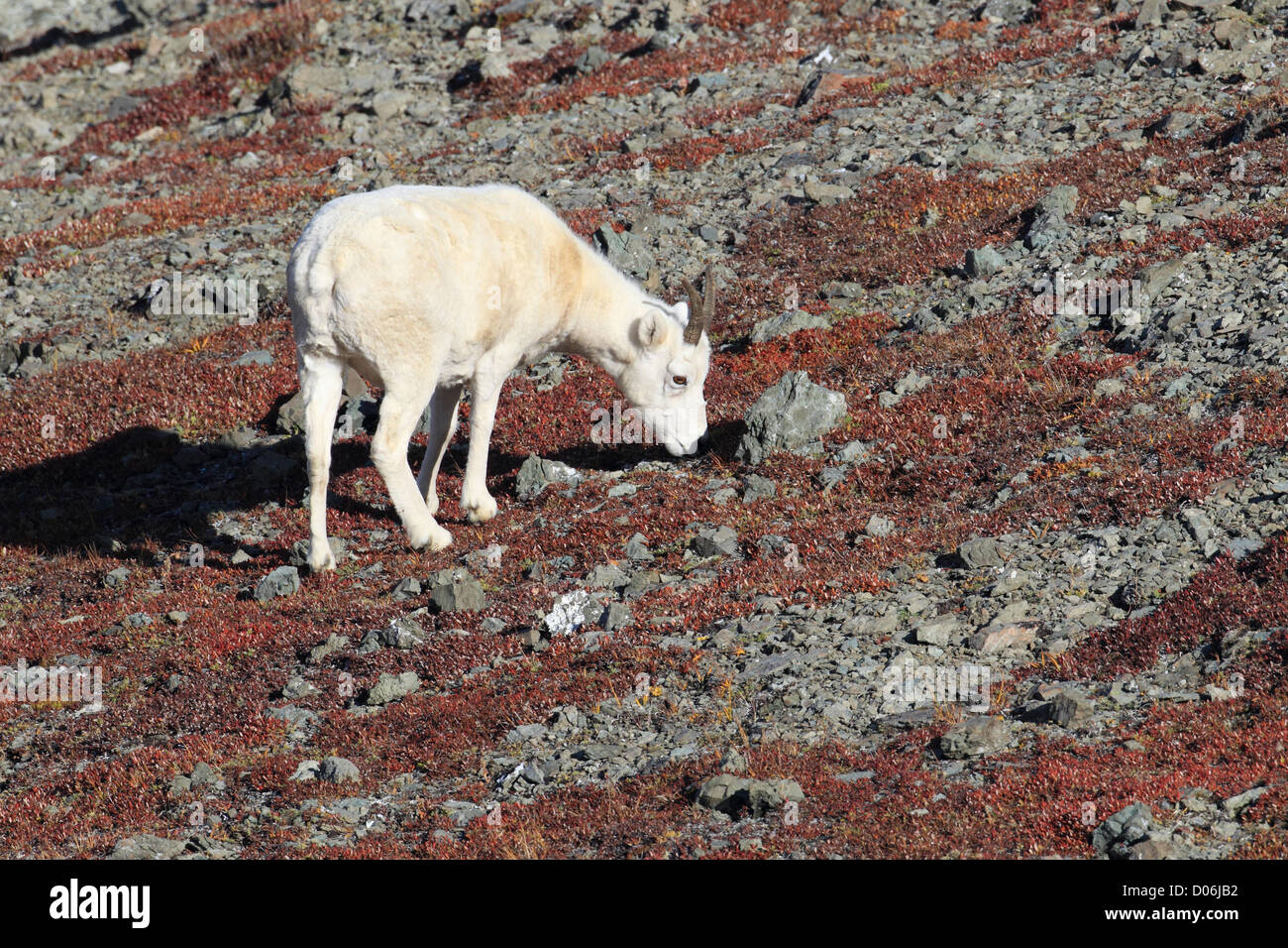 Dall Sheep, Denali National Park Alaska Stock Photo - Alamy