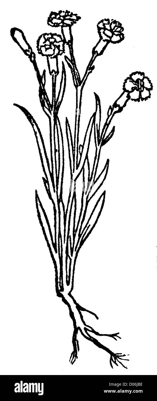 Carnation botanical illustration hi-res stock photography and images ...