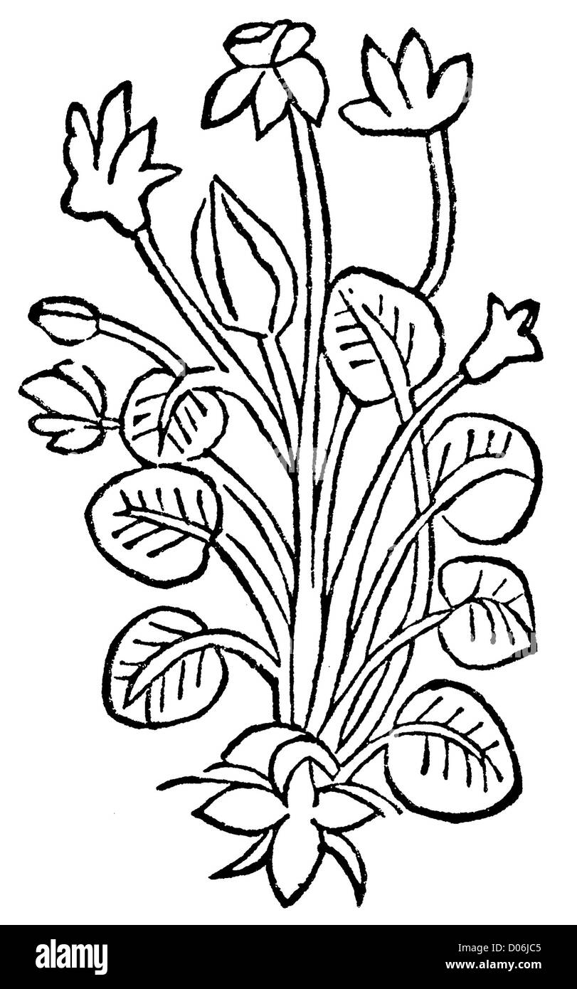 Botany viola Black and White Stock Photos & Images - Alamy