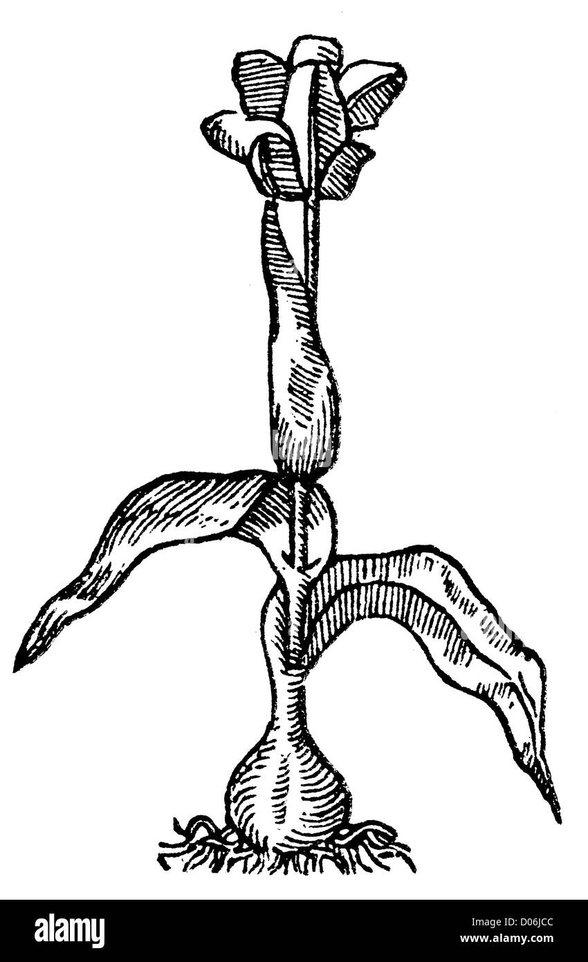 Tulip black Cut Out Stock Images & Pictures - Alamy