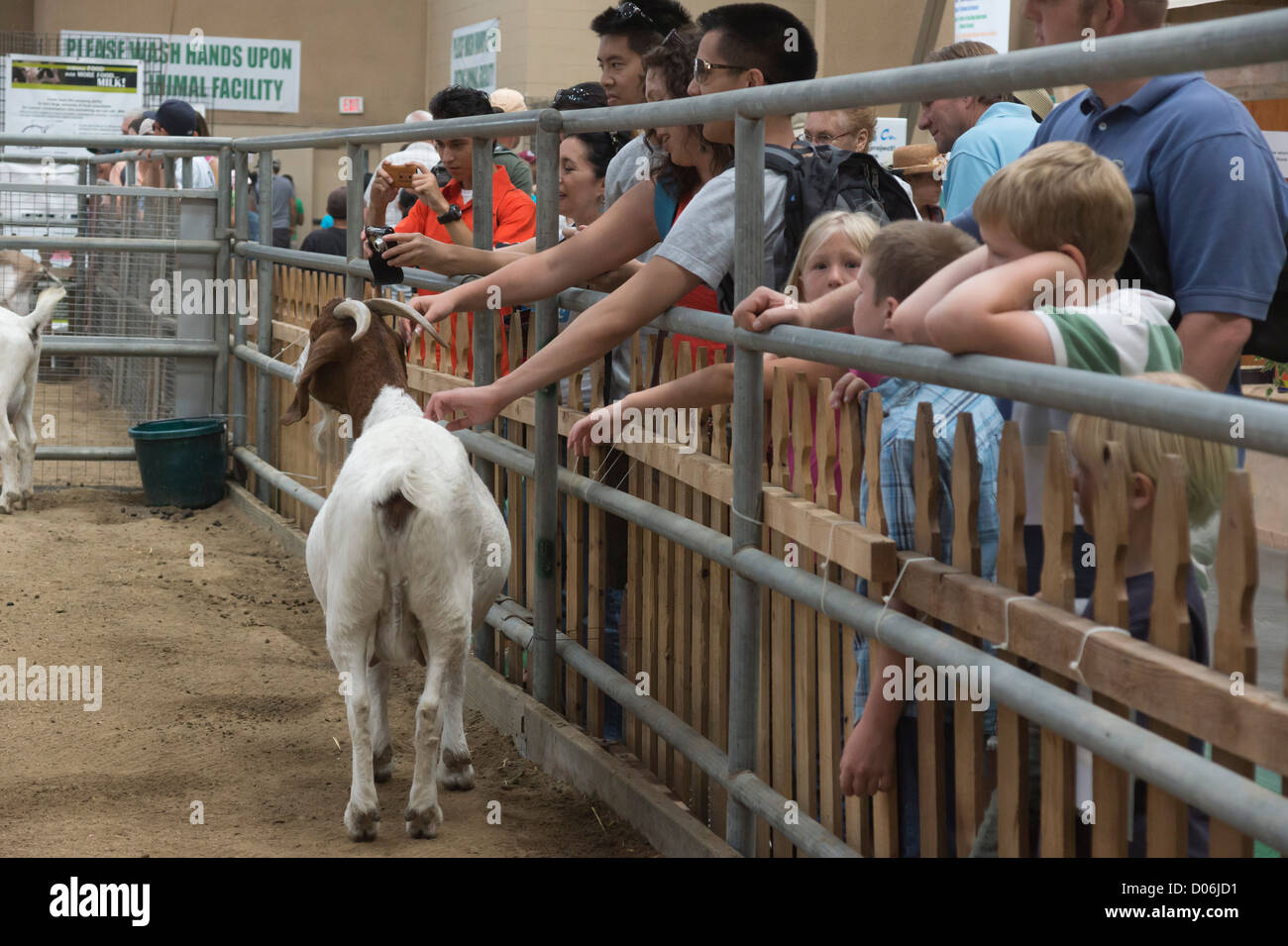 San Diego County Fair, California - goat and visitors Stock Photo - Alamy
