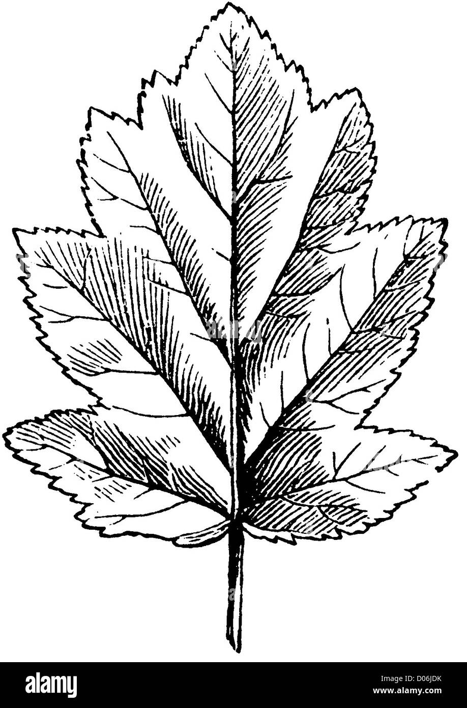 Leaf shapes: lobed Stock Photo - Alamy