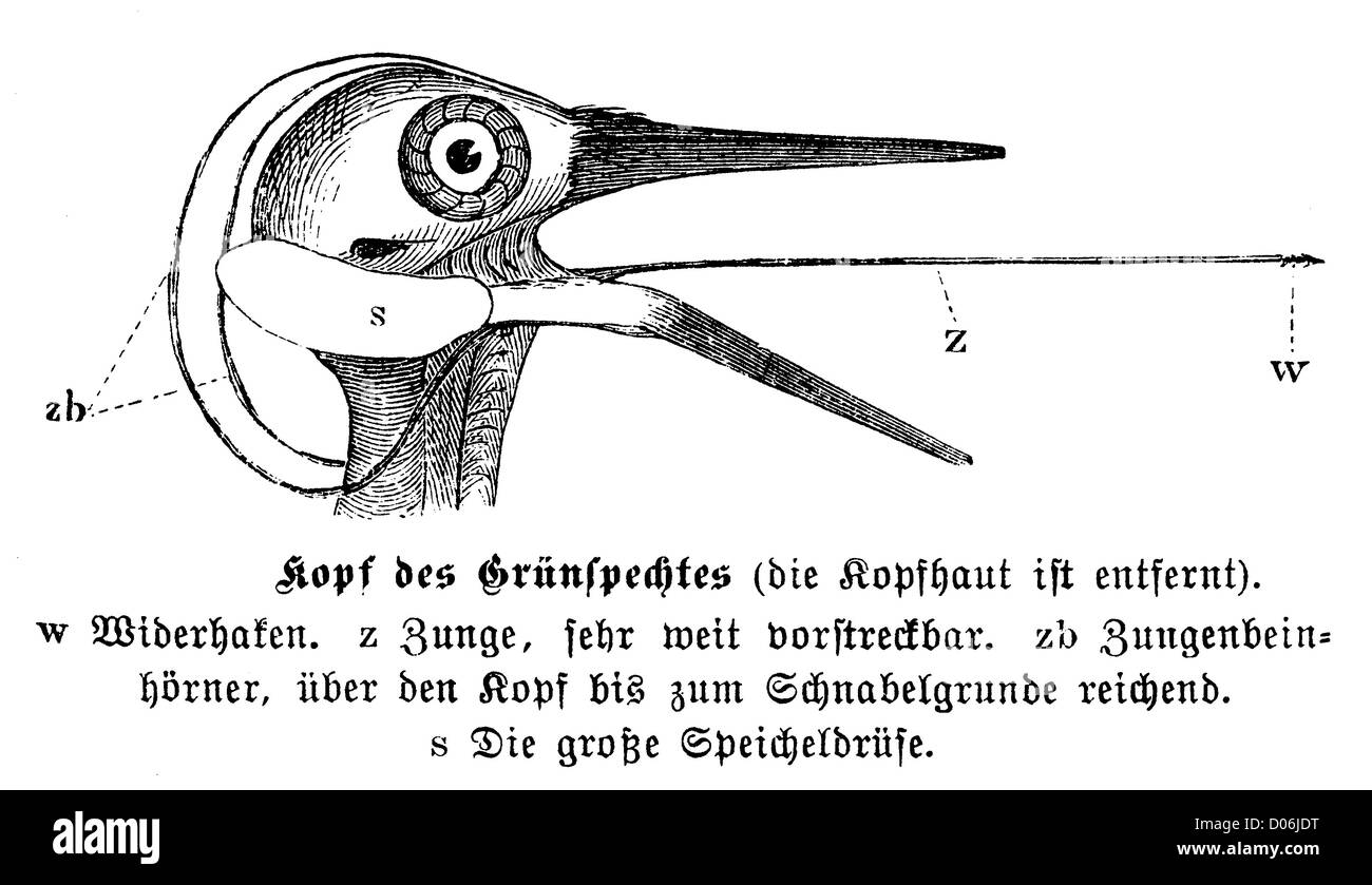 Green Woodpecker: head Stock Photo - Alamy