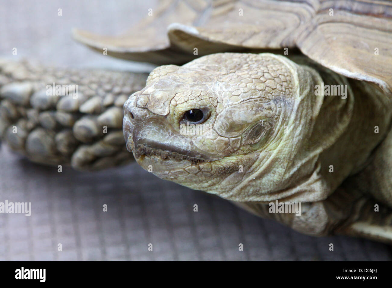 Old turtle hi-res stock photography and images - Alamy