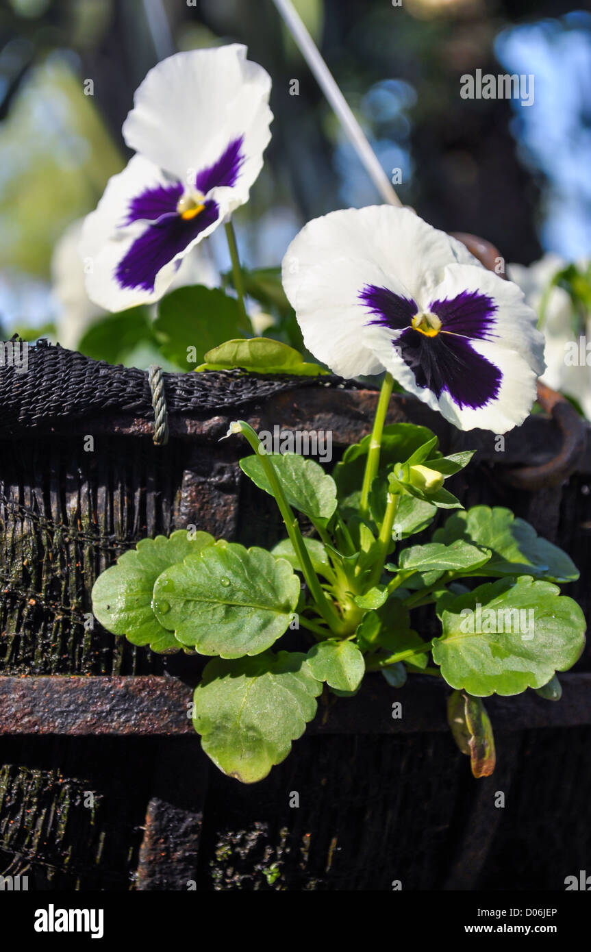 White Pansy High Resolution Stock Photography and Images - Alamy