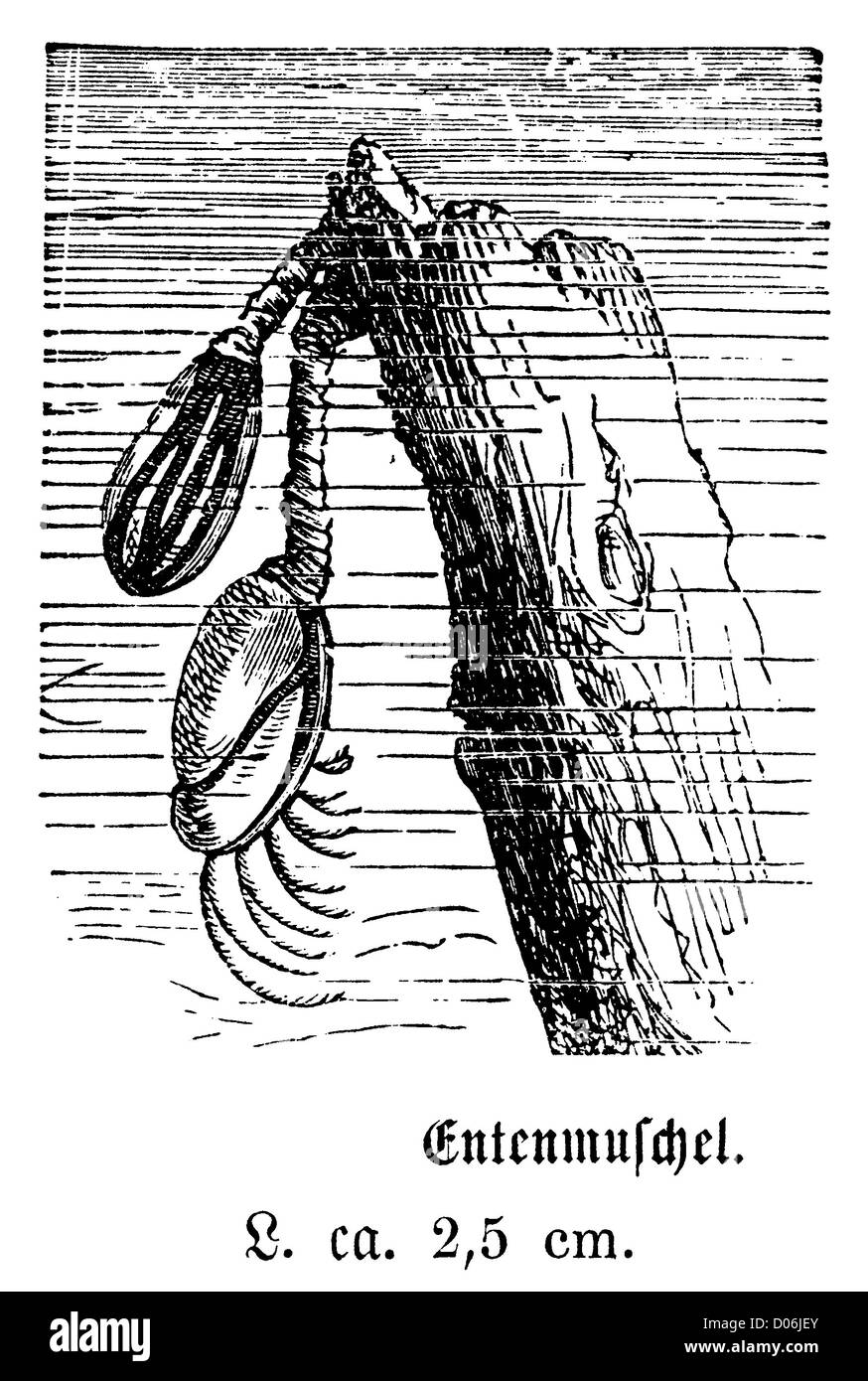 Barnacle goose Cut Out Stock Images & Pictures - Alamy