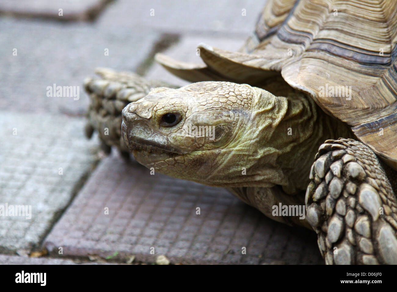 Old turtle on ground, close-up shot Stock Photo - Alamy