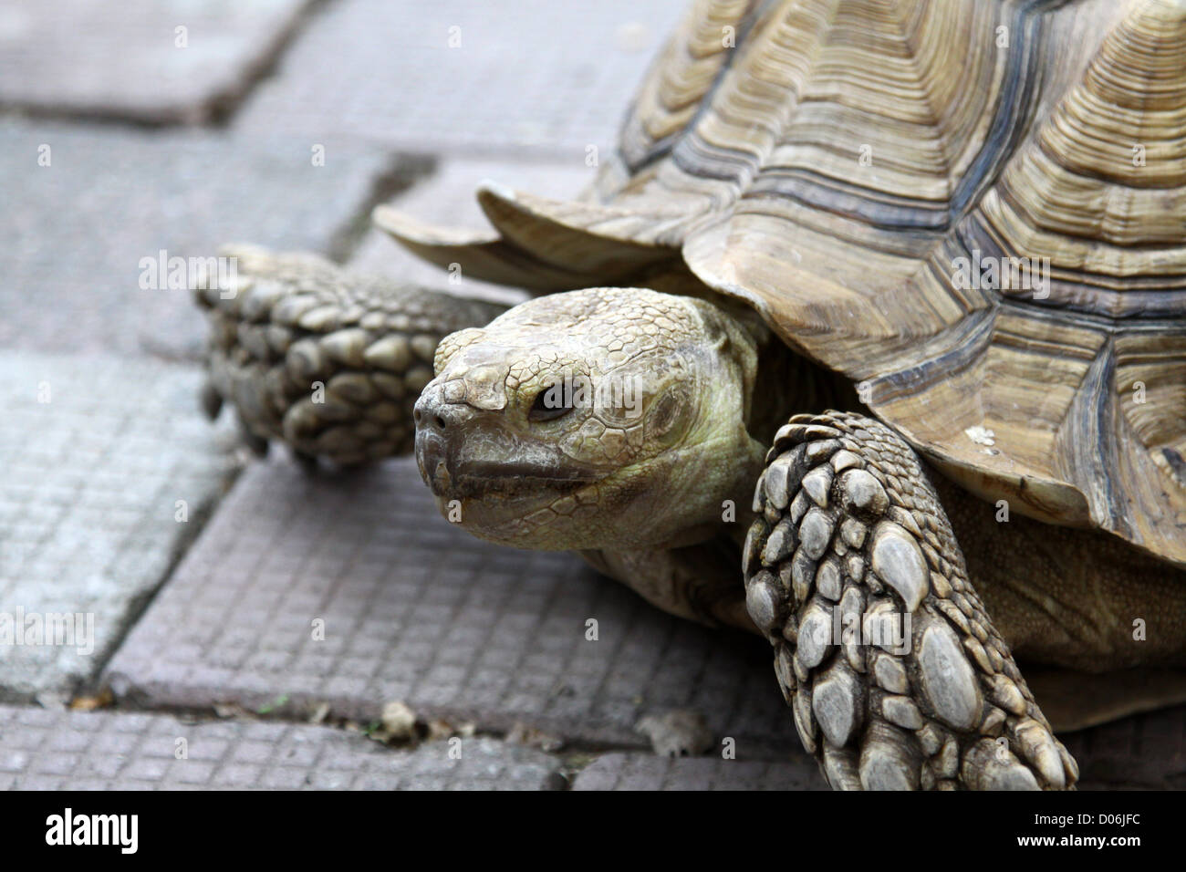 Turtle on ground Stock Photo - Alamy
