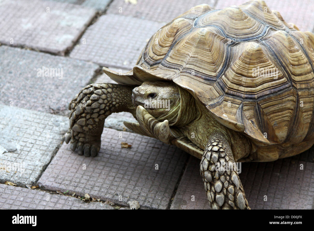 Turtle on ground Stock Photo - Alamy