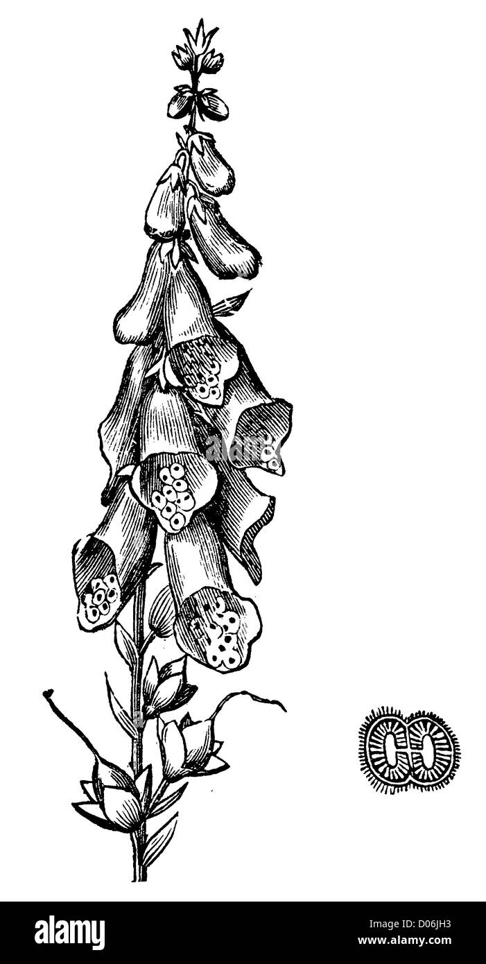 Foxglove illustration Black and White Stock Photos & Images - Alamy