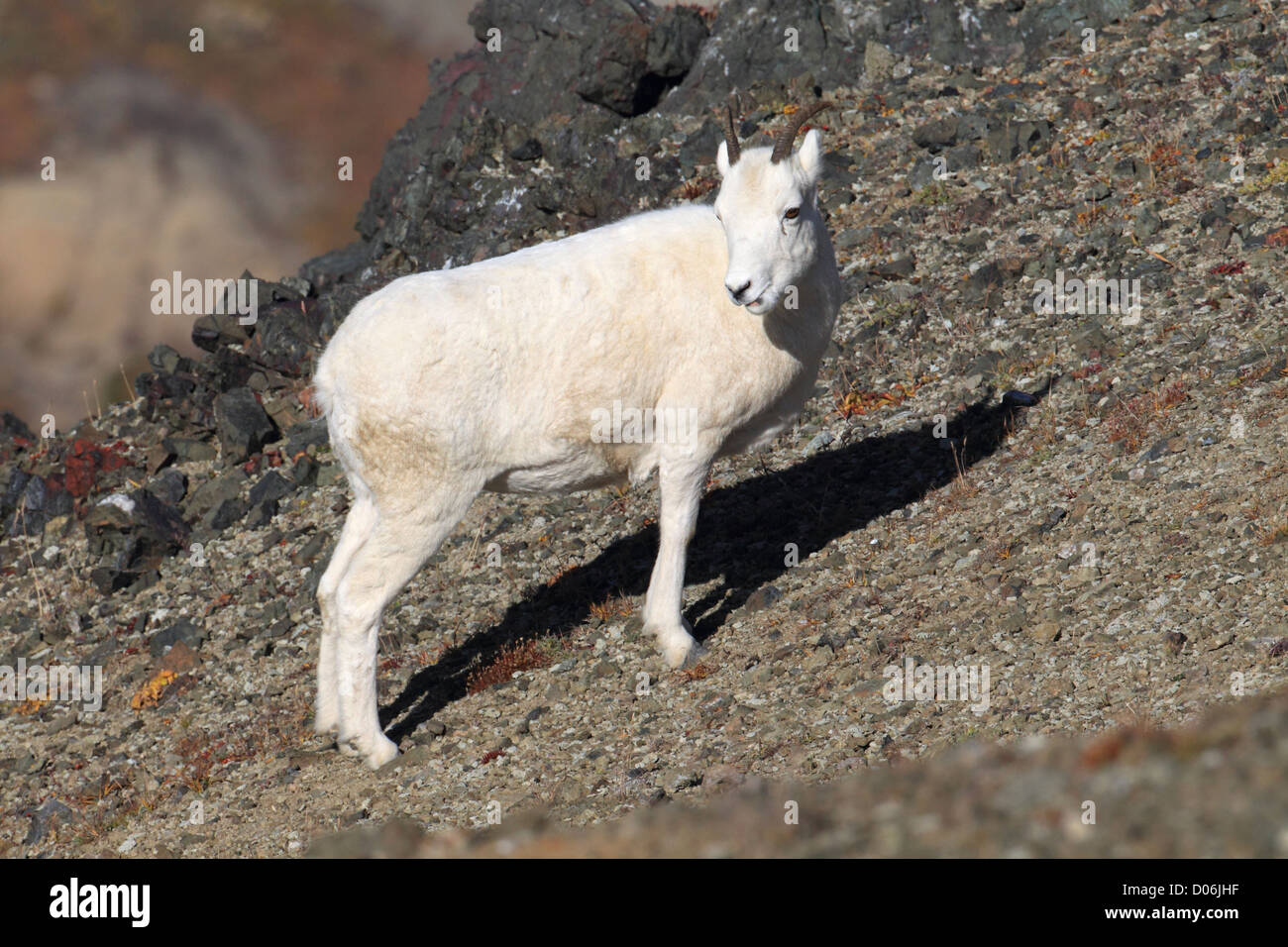 Dall Sheep, Denali National Park Alaska Stock Photo - Alamy