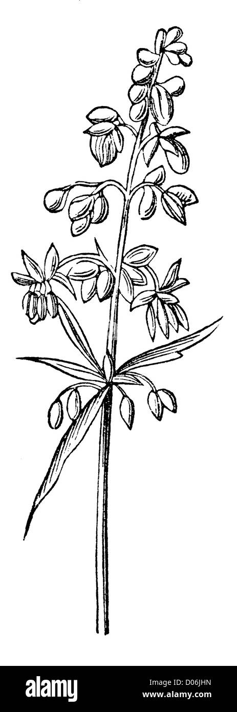 Flower illustrations botany hi-res stock photography and images - Alamy