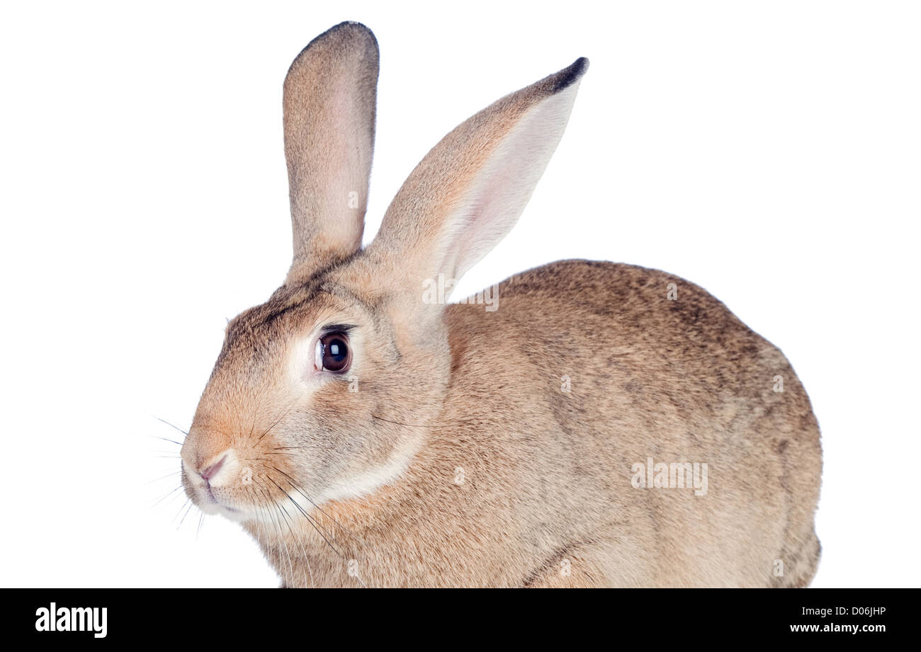 Nice brown bunny isolated on white side Stock Photo - Alamy