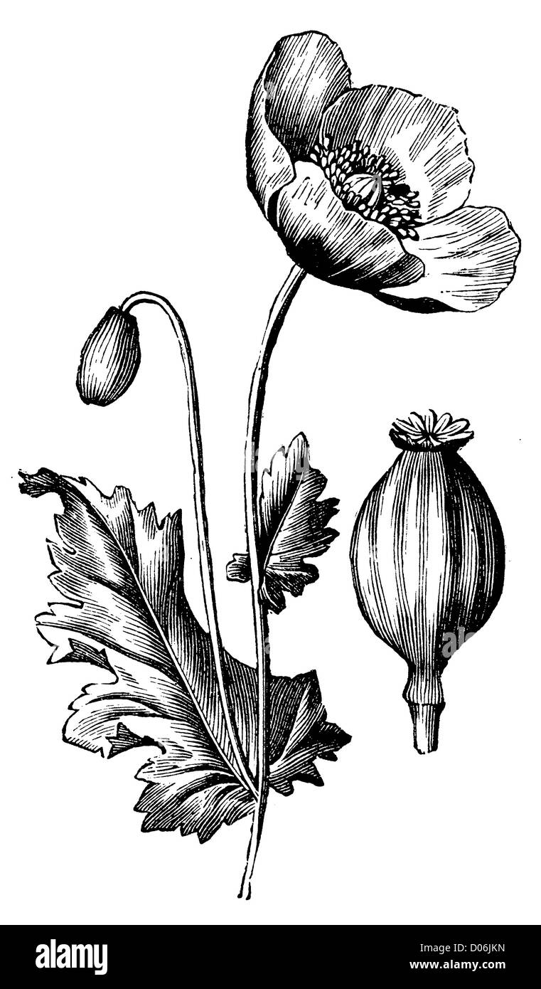 Poppy drawing hi-res stock photography and images - Alamy