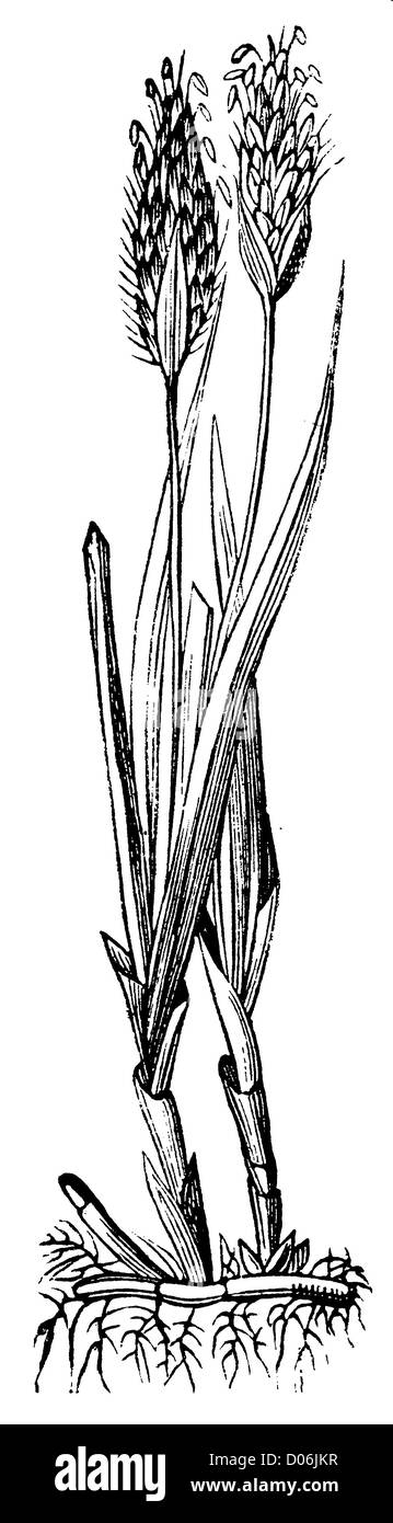 Couch historical Cut Out Stock Images & Pictures - Alamy