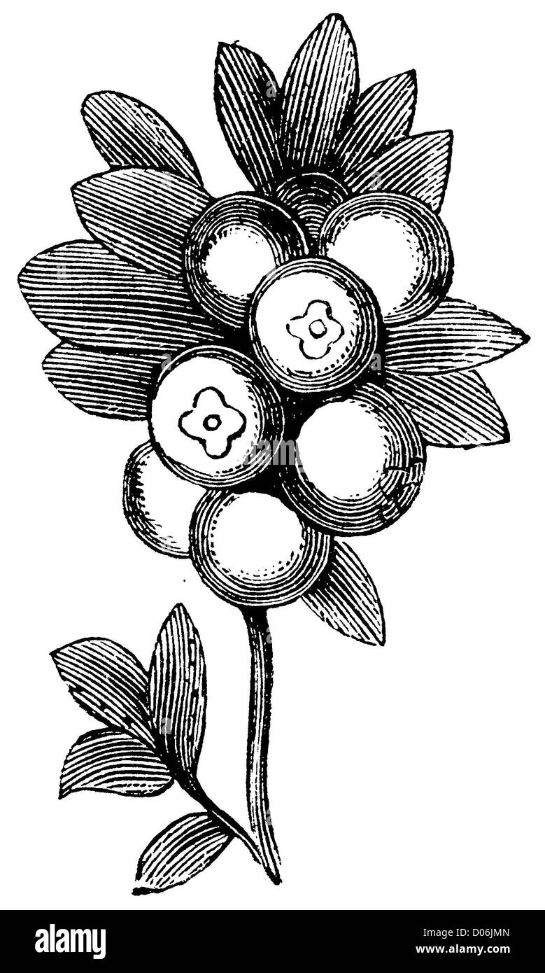 Daphne plant Black and White Stock Photos & Images - Alamy