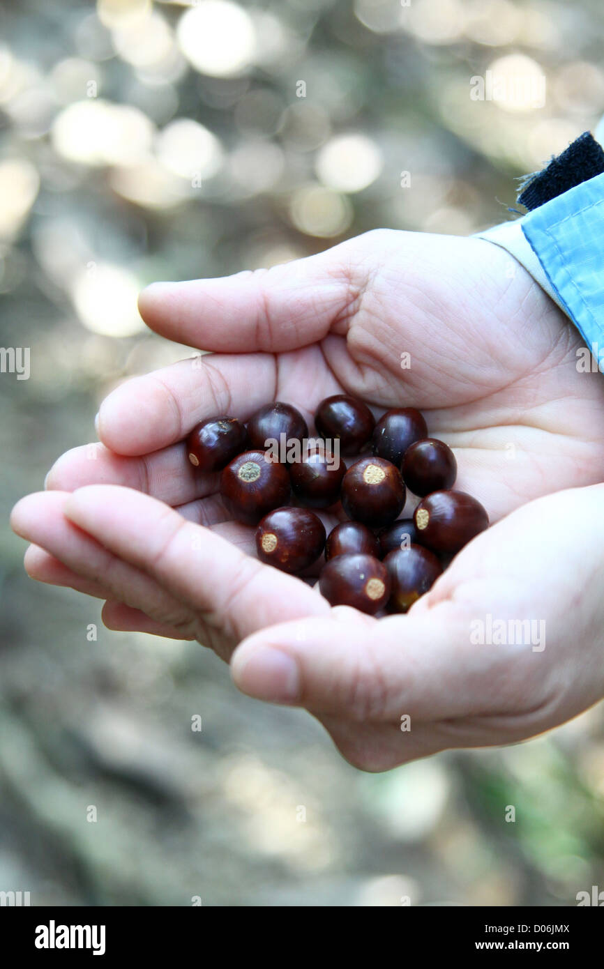 Human hands with seeds Stock Photo - Alamy