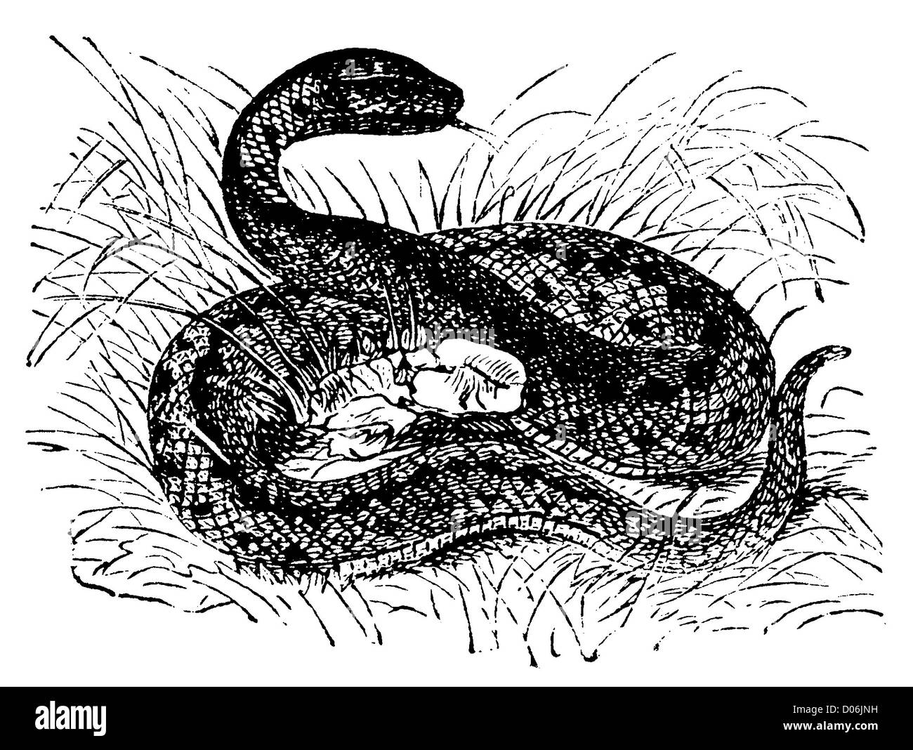Common viper common adder Cut Out Stock Images & Pictures - Alamy