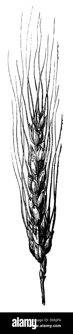 Wheat drawing Cut Out Stock Images & Pictures - Alamy
