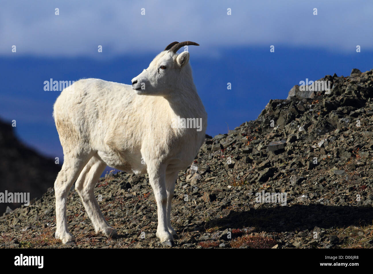 Dall Sheep, Denali National Park Alaska Stock Photo - Alamy