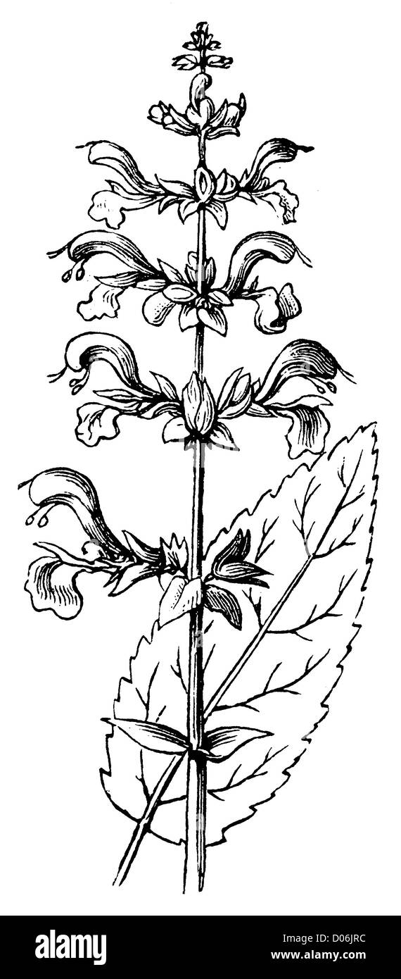 Lamiaceae (mint) drawing Black and White Stock Photos & Images - Alamy