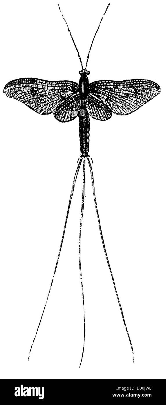 Vintage engravings of insects Cut Out Stock Images & Pictures - Alamy