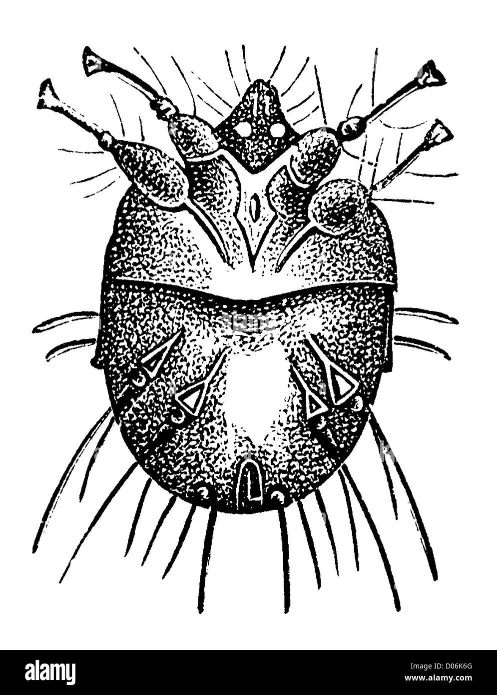 Itch drawing hi-res stock photography and images - Alamy