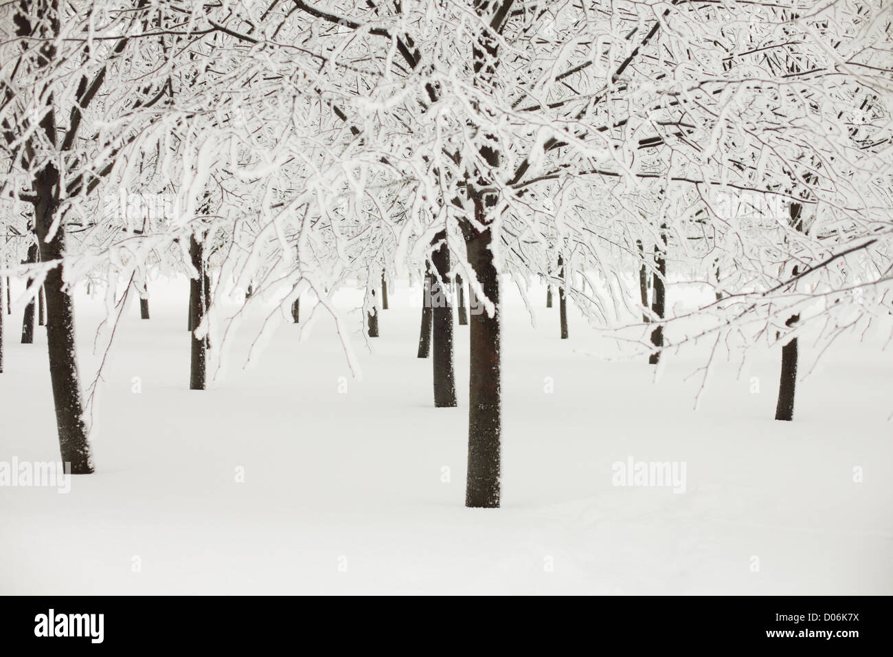 winter trees on snow white background Stock Photo - Alamy