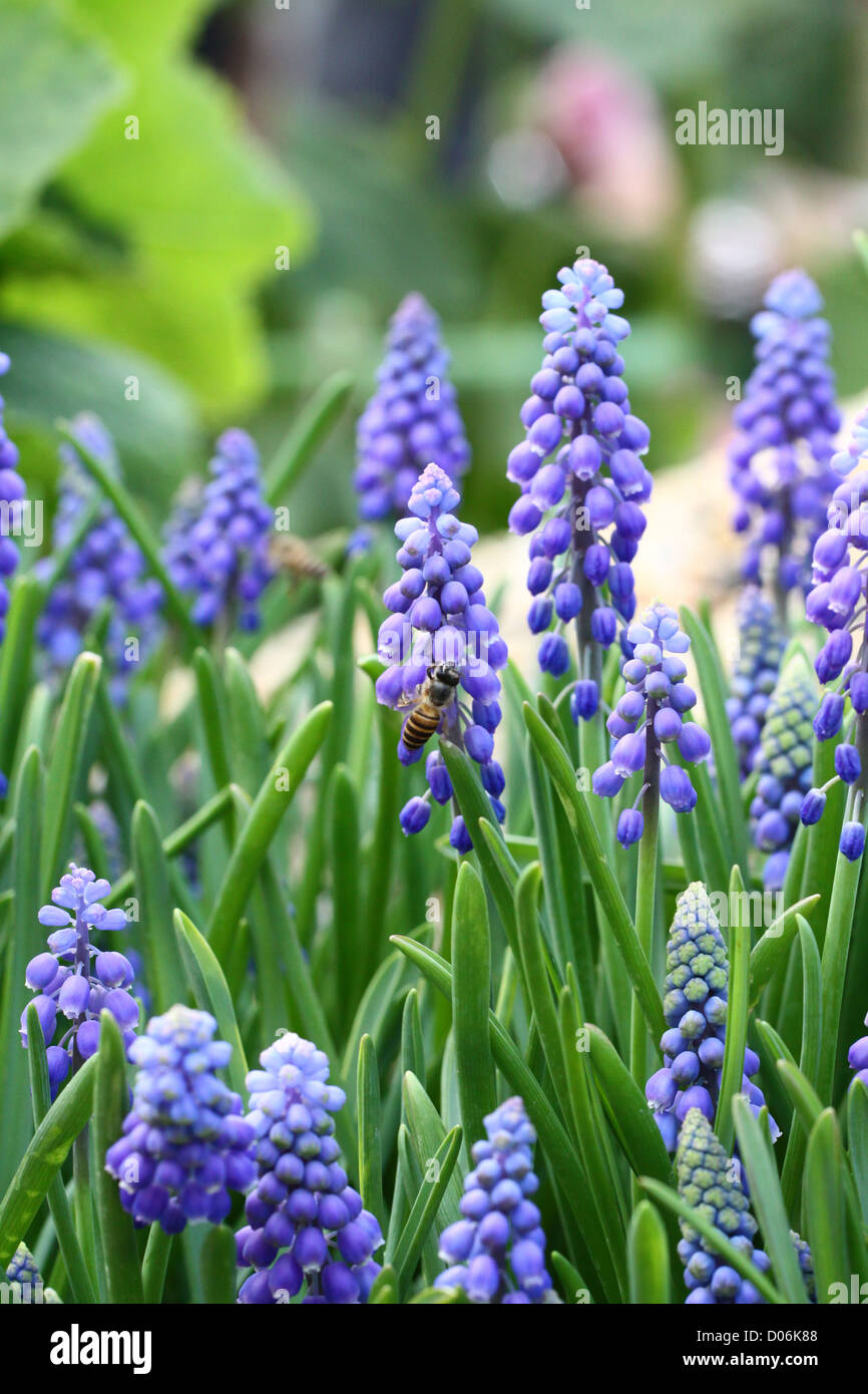 Grape hyacinth with bee Stock Photo - Alamy