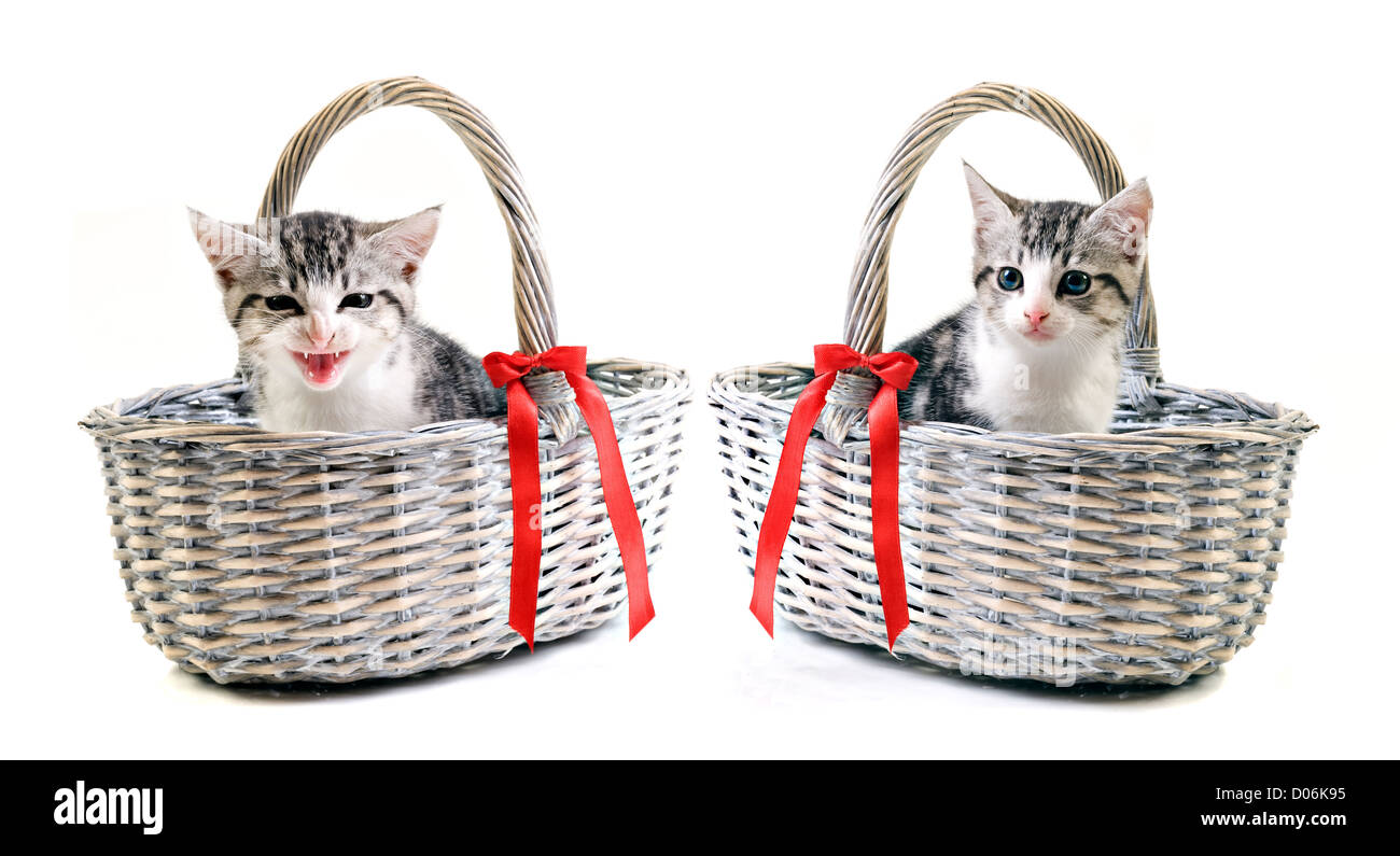 Adorable little kitten on white background with space for text Stock ...
