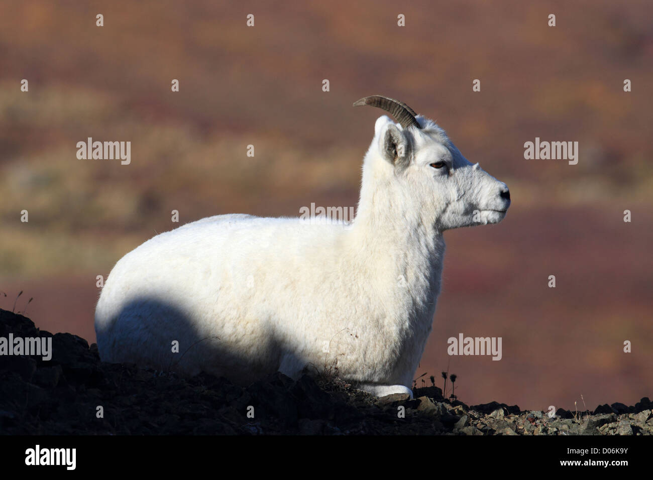 Dall sheep ovis dalli yukon hi-res stock photography and images - Alamy