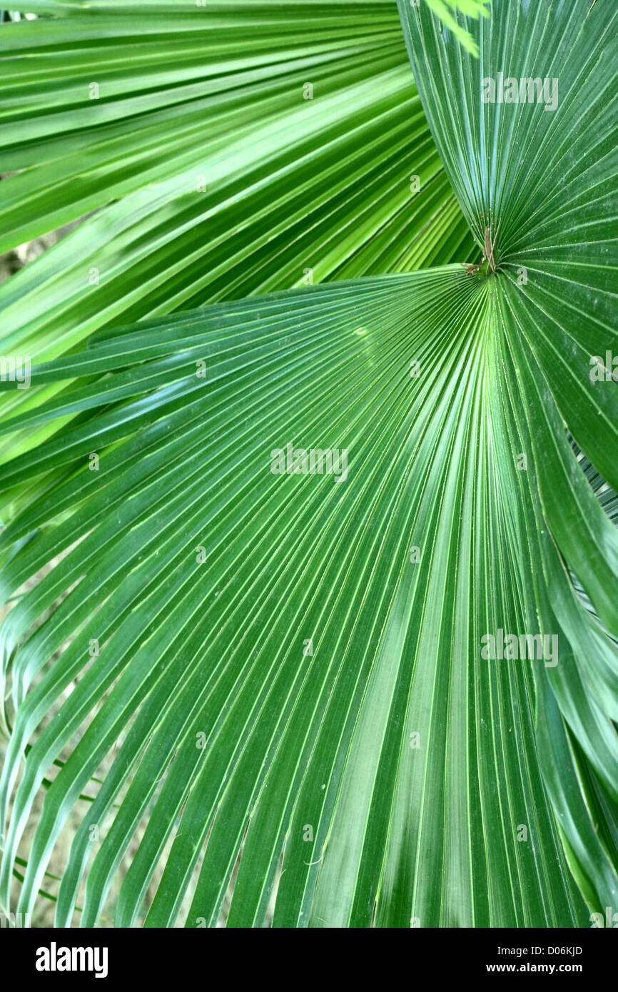 Leaves details background Stock Photo - Alamy