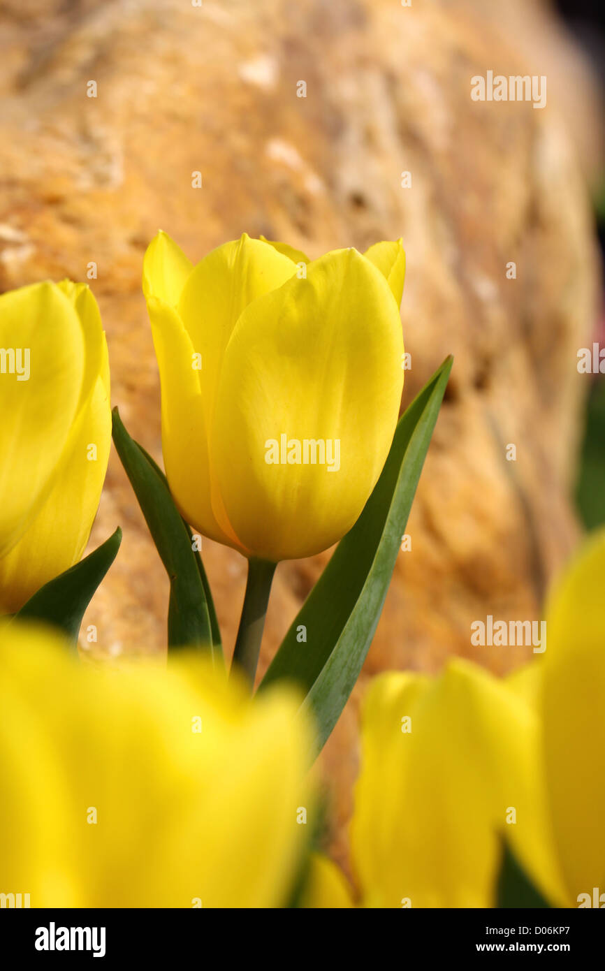 Yellow tulip, close-up Stock Photo - Alamy
