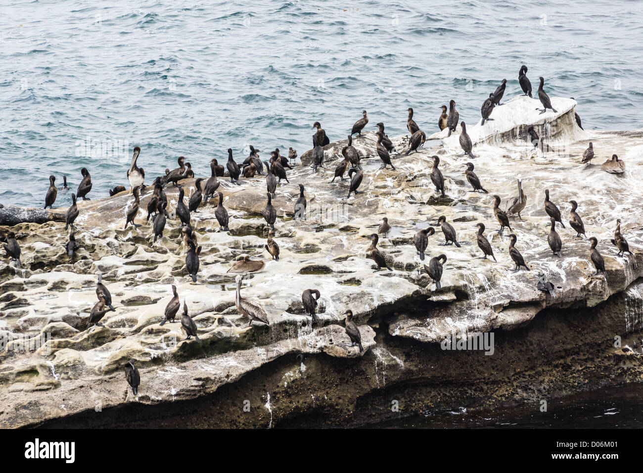 La Jolla, San Diego - colony of shags, seabirds on rocks, with black ...