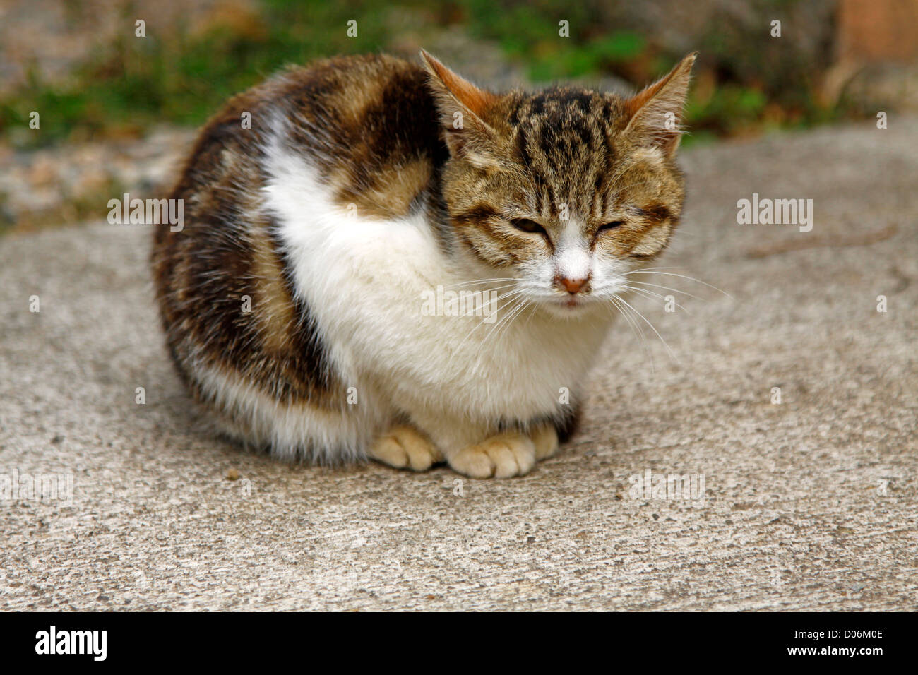 Kitten cat on the ground Stock Photo - Alamy