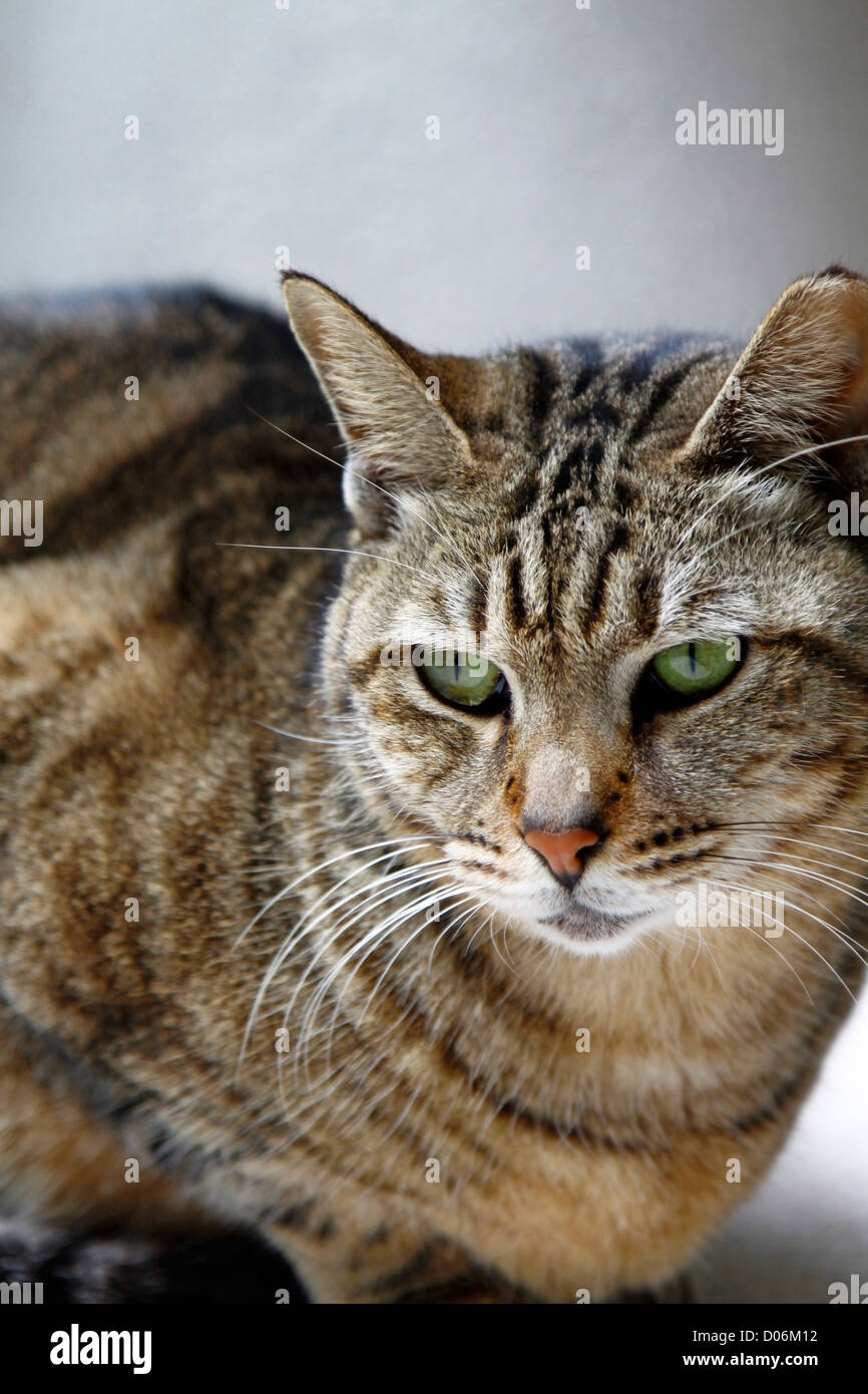 Yellow tabby cat eating close hi-res stock photography and images - Alamy