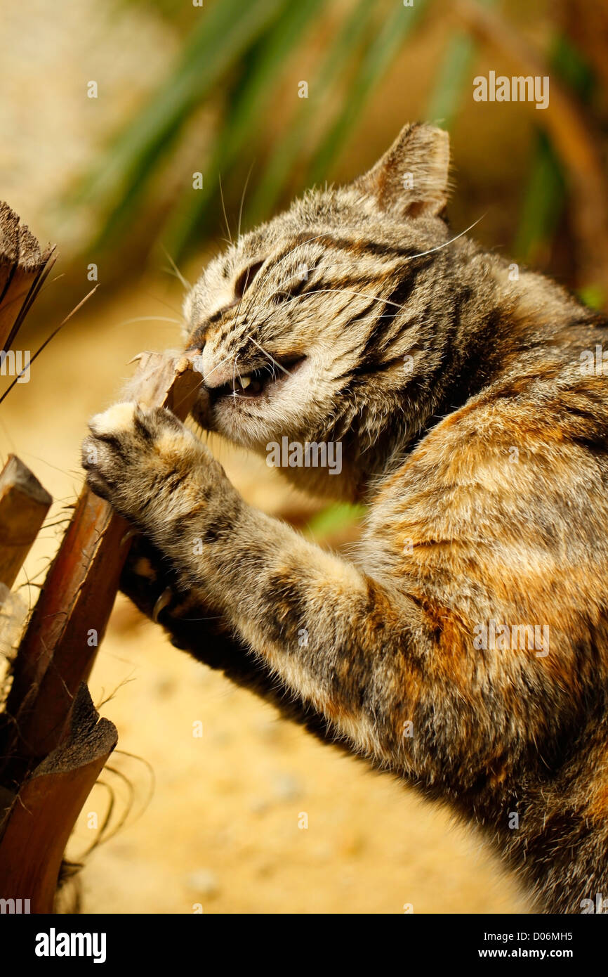 Cat biting the tree Stock Photo - Alamy