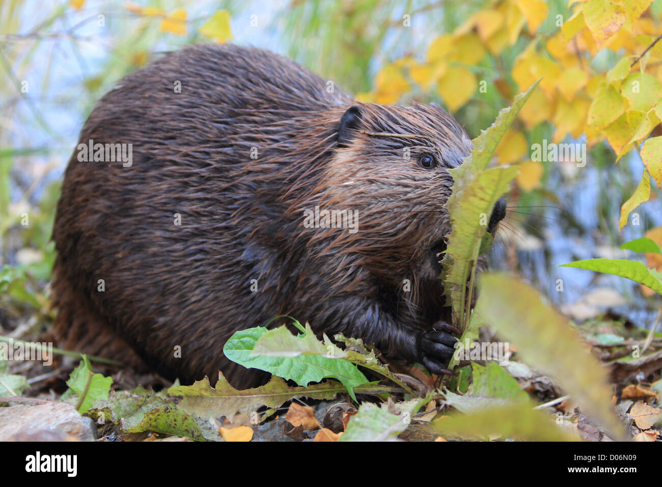 Beaver, Castor, canadensis, beaver, kanada Stock Photo - Alamy