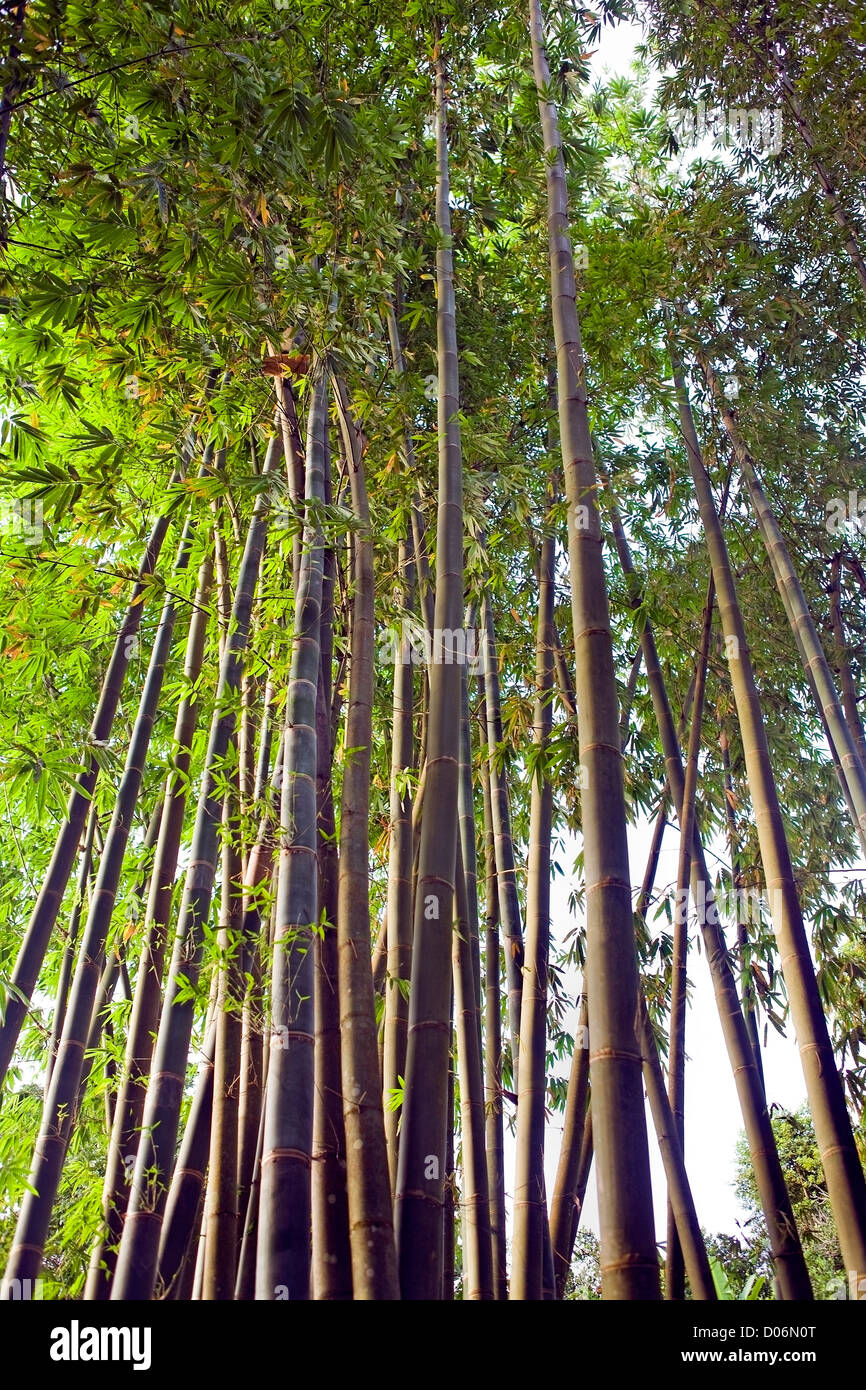 Giant timber bamboo hi-res stock photography and images - Alamy