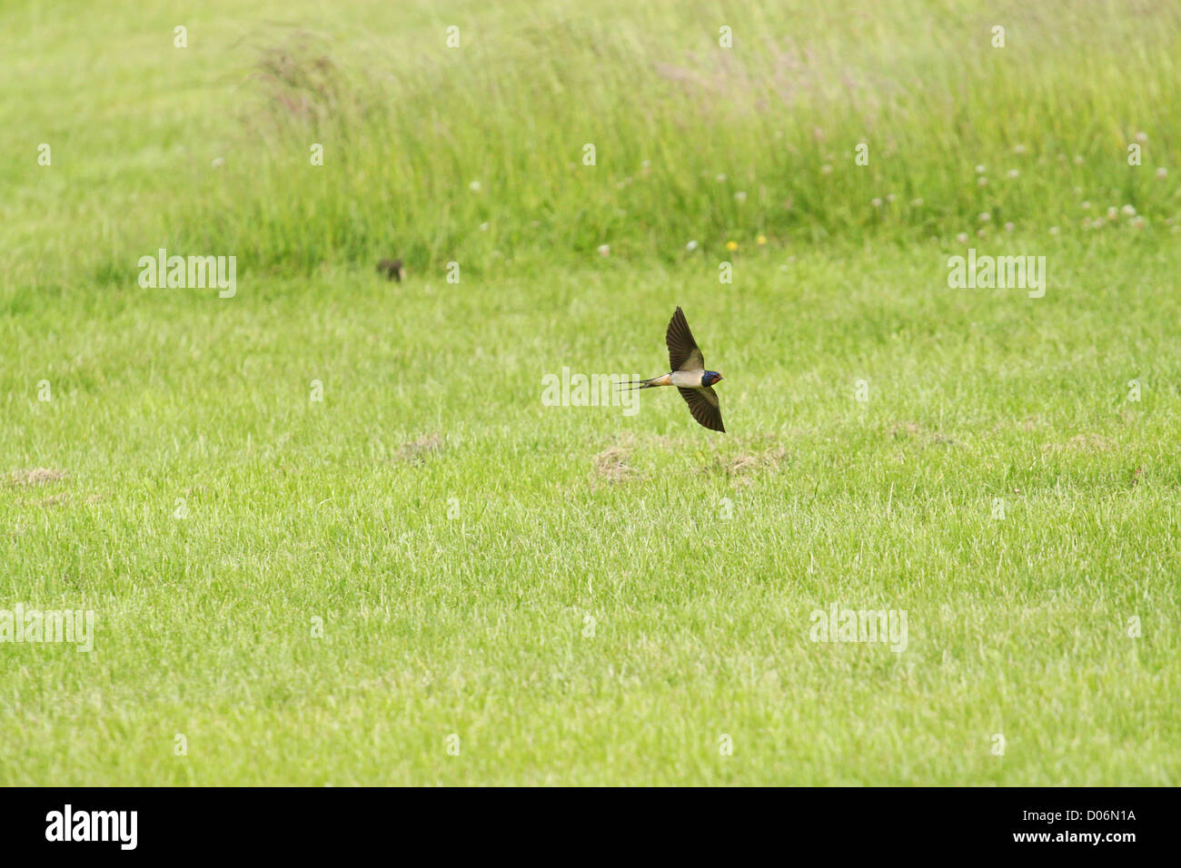 summer swallow swooping low over grass to feed Stock Photo - Alamy