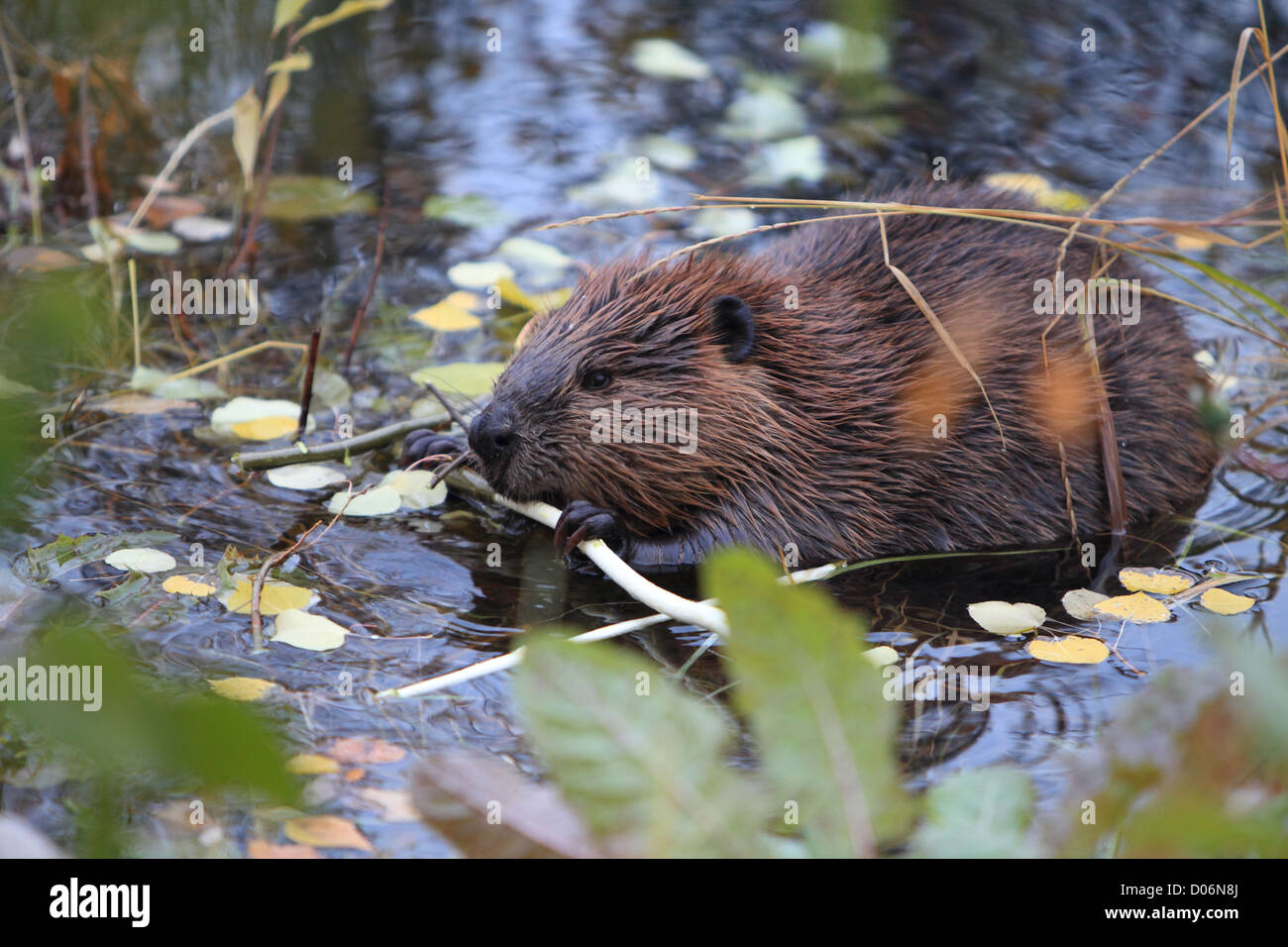 Beaver, Castor, canadensis, beaver, kanada Stock Photo - Alamy
