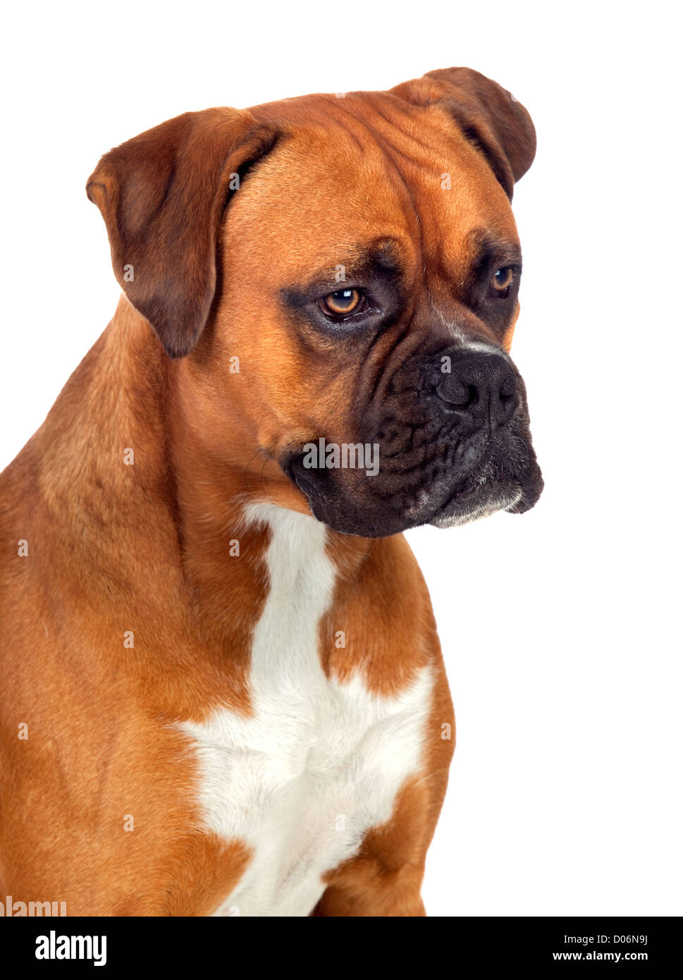 Beautiful Boxer dog isolated on white background Stock Photo - Alamy