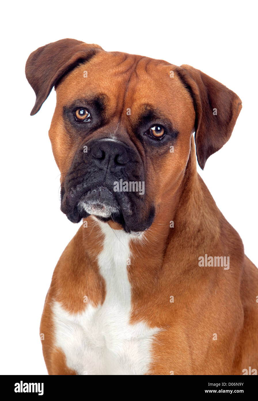 Beautiful Boxer dog isolated on white background Stock Photo - Alamy