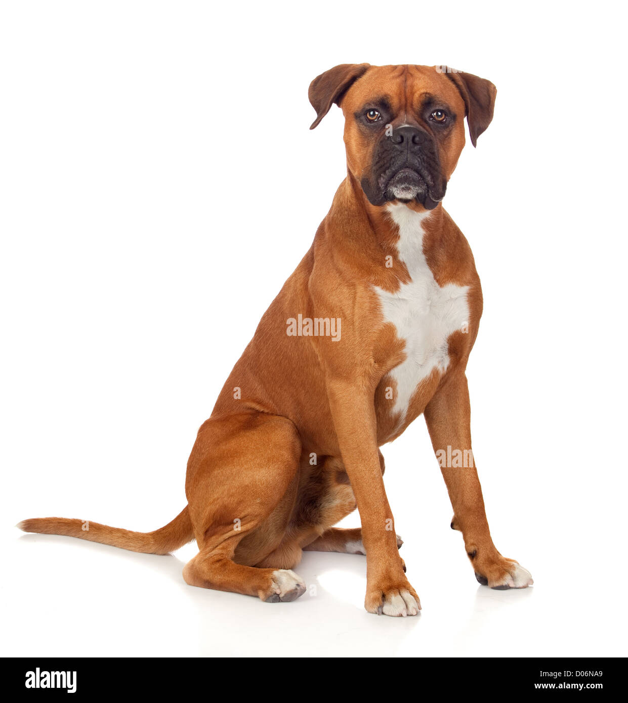 Beautiful Boxer dog isolated on white background Stock Photo - Alamy