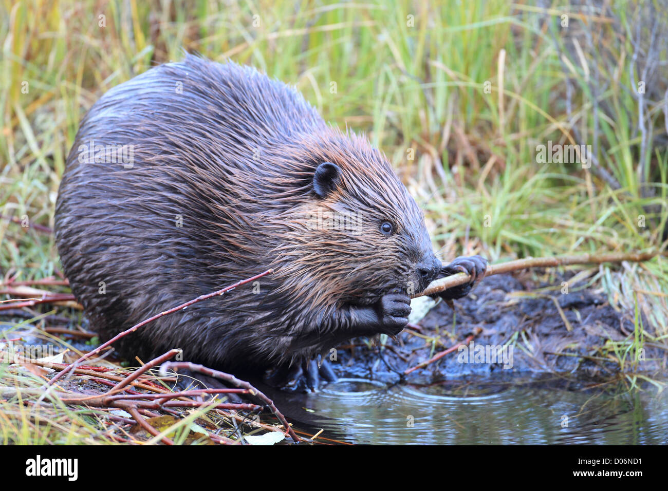 Beaver, Castor, canadensis, beaver, kanada Stock Photo - Alamy